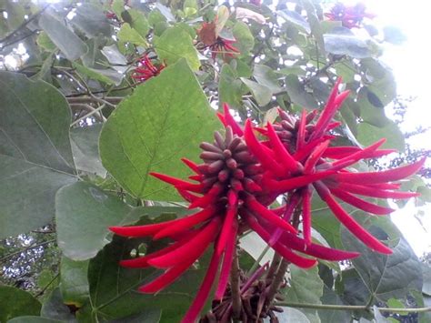 Pemoches Flowers Tomato Fruit