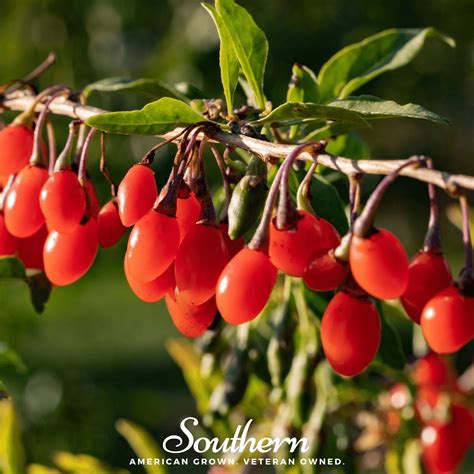 Goji Berry Wolfberry Lycium Barbarum 50 Seeds Artofit