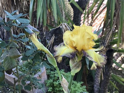 Tall Bearded Iris Iris Sunset Punch In The Irises Database