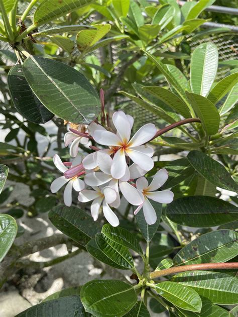 新加坡植物園一日遊｜絕美熱帶植物天堂｜ 新加坡