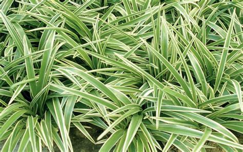 Cỏ Lan Chi Spider Plant Genesis School Hanoi