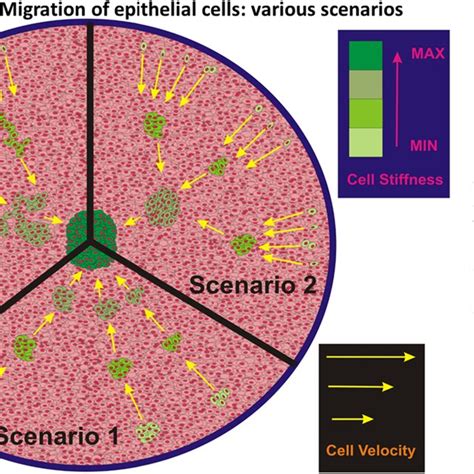 Various Scenarios Of Movement The Epithelial Clusters Through Spheroid