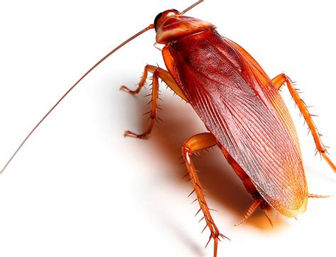 German Cockroach Blatella Germanica Nipcam