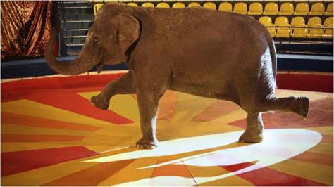 Thomas Edison Nikola Tesla And The Sad Case Of Topsy The Circus Elephant