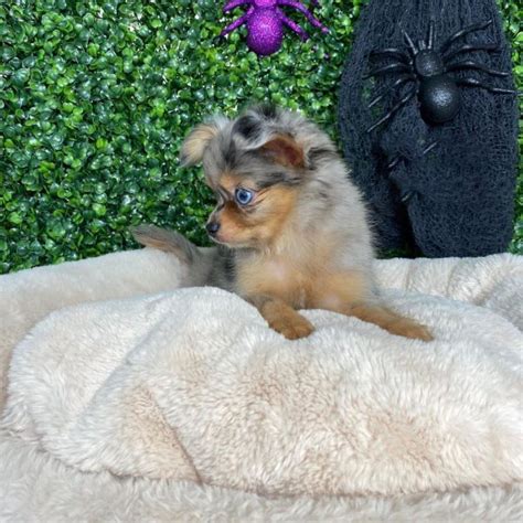 Buy Teacup Chihuahua Puppies In South Africa Kenny Teacup Kennel