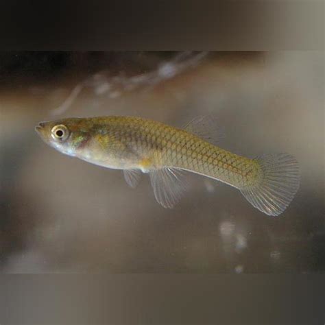 Mosquito Fish Discover For A Wide Range Of