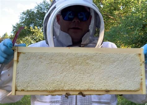 New Group Shares Benefits Of Bees Defense Logistics Agency News