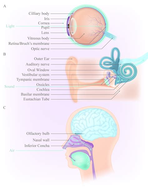 The Elasticity Of The Living Behance