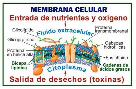 Aprendiendo Biologia Tema 5 Membrana PlasmÁtica