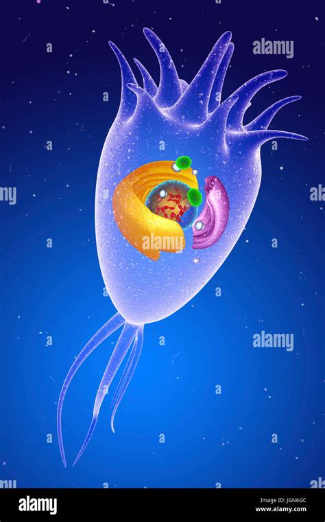 Ependymal Cells Shape
