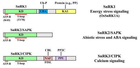 Structural Domains And Major Functions Of The Three Snrk Subfamilies
