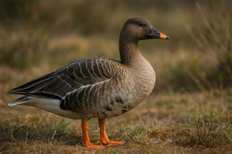 Taiga Bean Goose An In Depth Exploration Of Anser Fabalis