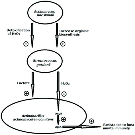 Illustration Of Interspecies Interactions Between Streptococcus