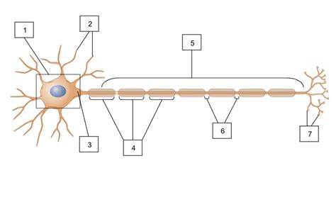 Diagram Practice 8 Diagram Quizlet