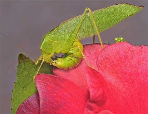 Katydid Insect