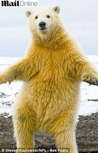 Urso Polar é Flagrado “dançando” No Círculo Polar Ártico Vírgula