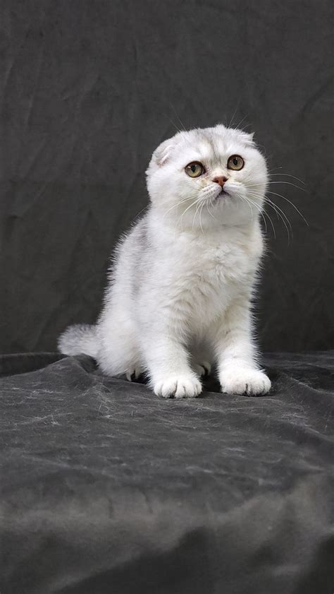 15 Stunning Scottish Fold Cat Colors You Have To See To Believe