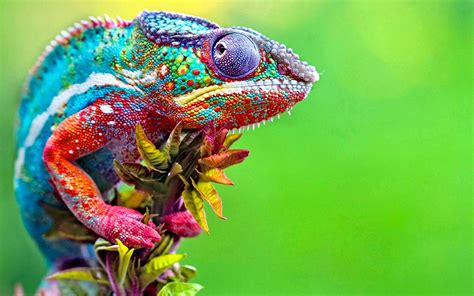 Hd Chameleon On A Stick