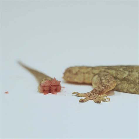 Lizard With Long Tail And Mouth