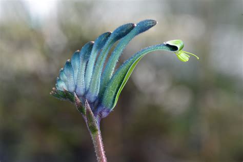 Kangaroo Paw Anigozanthos Celebrations ‘masquerade Native Plant