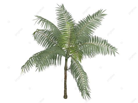 Princess Palm Or Dictyosperma Album Stem Trunk Timber Photo Background