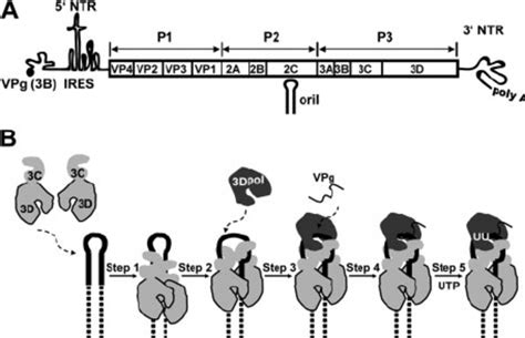 Poliovirus Genome Organization And Model For Vpg Uridylylation A