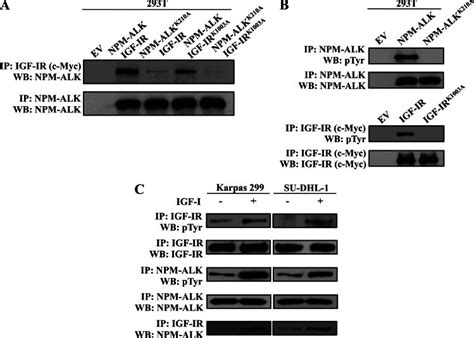 Alk Antibody 35 4300