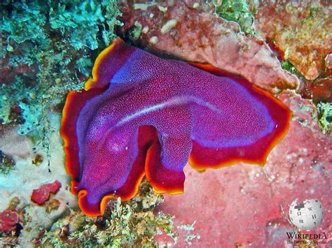 Fuchsia Flatworm Moalboal Reef Species