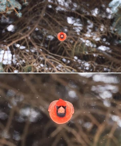 Angry Birds Irl Rterrifyingasfuck