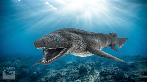 Frilled Sharks Are An Interesting Species Of Shark