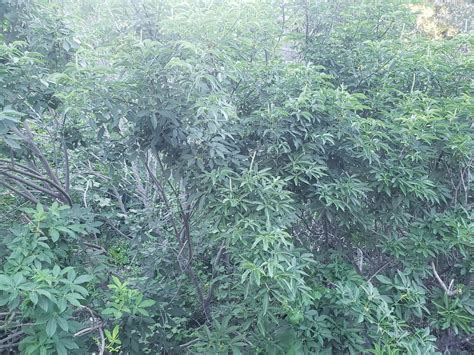 Smallish Tree With 5 Leaves And White Flower Spikes R Whatsthisplant