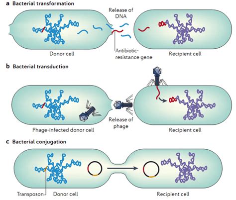 Esbl Positive Understanding Extended Spectrum Beta Lactamases Tests