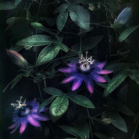 Passion Flower Is A Climbing Vine That Is Native To The Southeastern