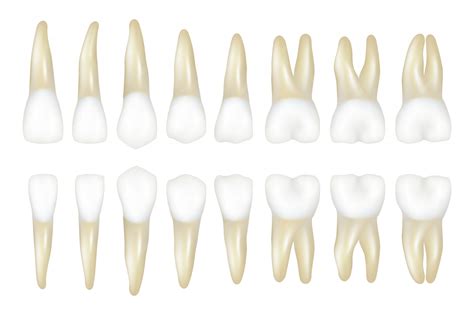 Premium Vector Type Tooth Stomatology Medical Dentist Realistic