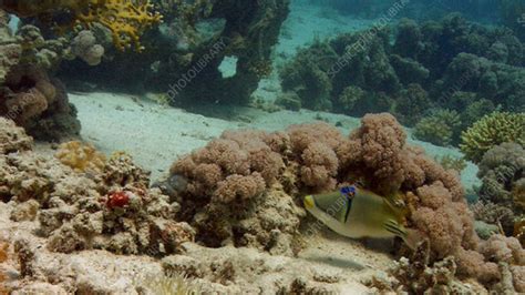 Arabian Picasso Triggerfish Stock Video Clip K0019911 Science