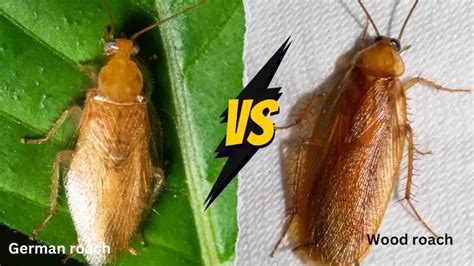 German Cockroach Vs Wood Roach Comparison Table