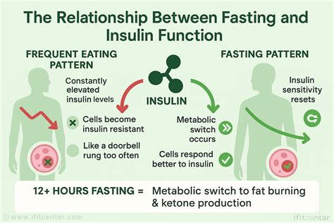 Can Fasting Reverse Insulin Resistance Dr Babak Clinic