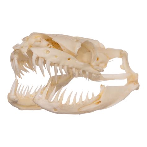Real Reticulated Python Skull For Sale — Skulls Unlimited International Inc