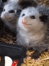Opossum S Tenor