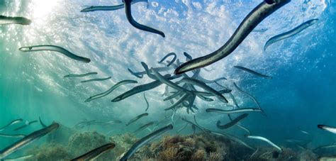 American Eel Migration