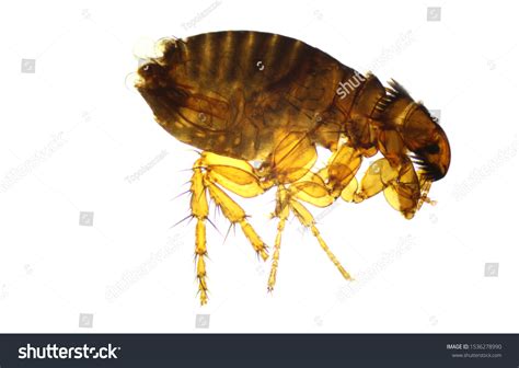 Fleas Under A Microscope