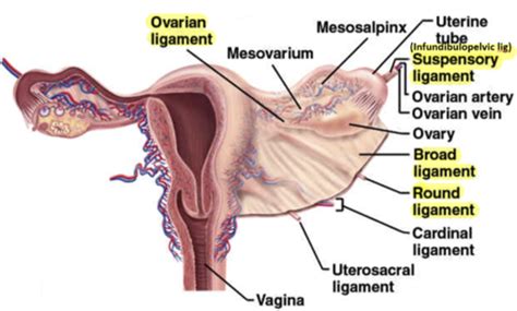 Pelvis Normal Anatomy Flashcards Quizlet