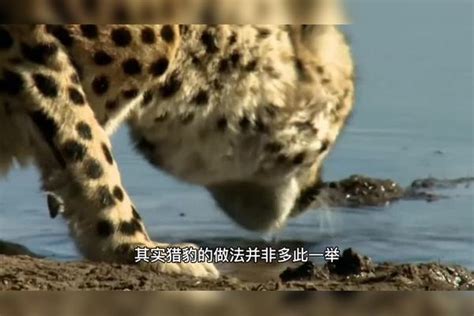 猎豹落单喝水，狒狒们召集同伴发起进攻，猎豹狼狈不堪猎豹同伴狒狒