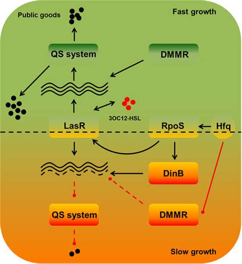 Schematic Of Nutrient Reduction Promoted Mutagenesis Of Lasr Gene Of P