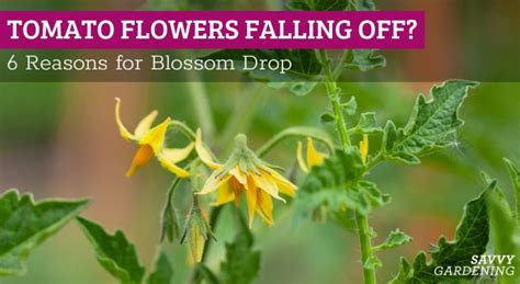 Tomato Flowers Falling Off 6 Reasons For Blossom Drop