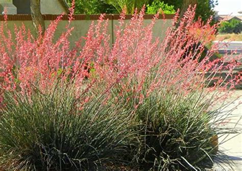 Red Yucca Plant Red Yucca Hesperaloe Parviflora Drought Tolerant