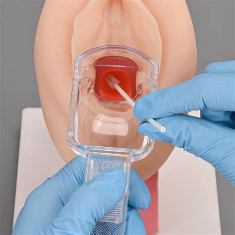 Vagina Health Pelvic Health Training Model Realistic Vulva Anatomical