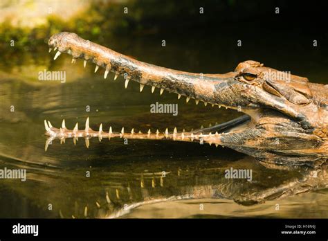 False Gharial Tomistoma Schlegelii With Its Mouth Open In The Water