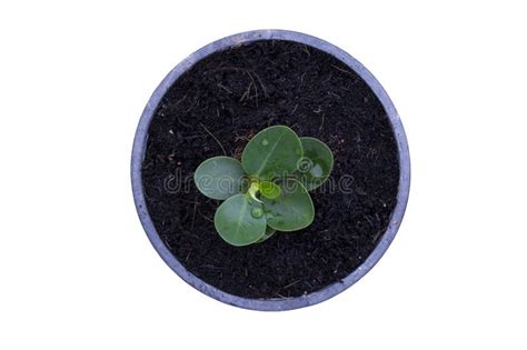 Top View Of Seedlings Ficus Microcarpa Growing In Black Plastic Pot
