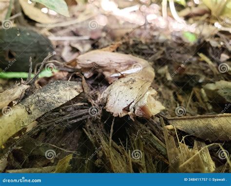Close Up Of Decomposing Plant Matter On Forest Floor Stock Image